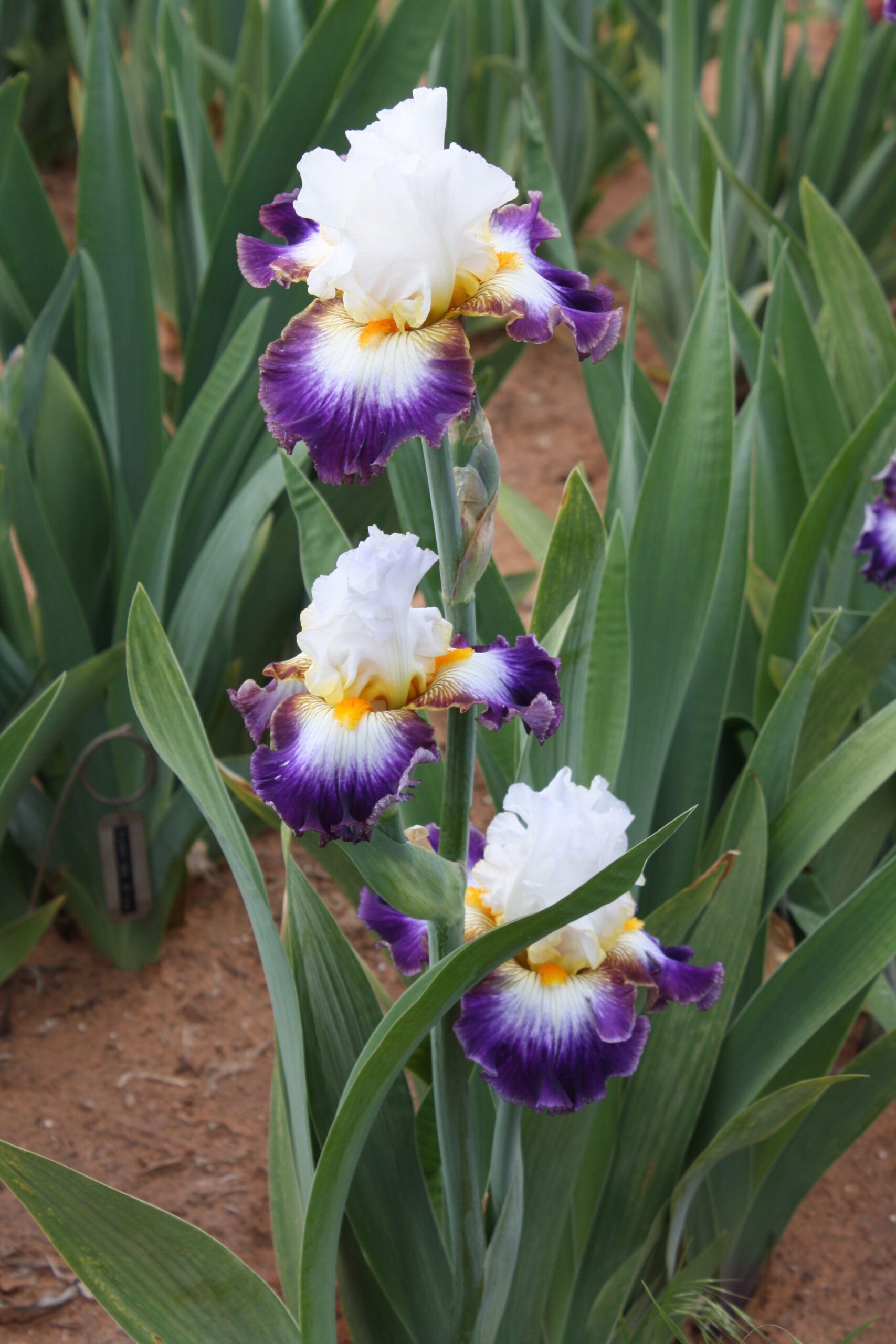 The Joys Of Iris Flowers